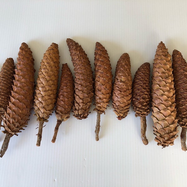 Rustic Pine Cone - Etsy