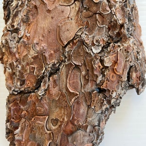 Real Tree Bark | Ponderosa Pine Bark | Bark Sheets | Fairy Gardens ...