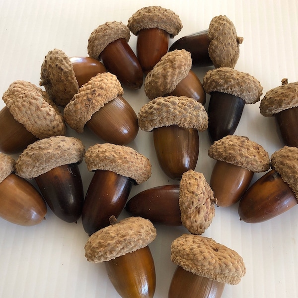 Large Acorns - Etsy