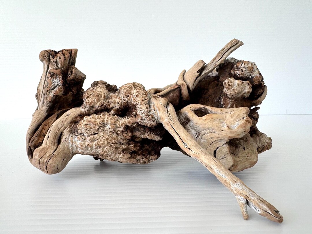 Manzanita Burl/ Manzanita Root /mountain Driftwood / Reptile Habitat ...