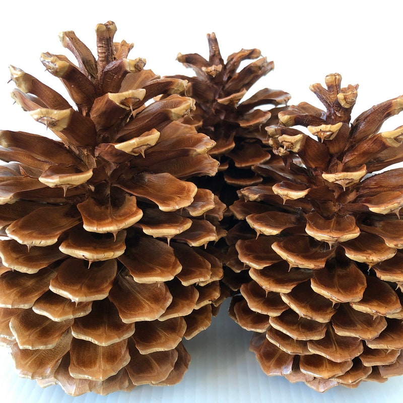Large Pine Cones - Etsy