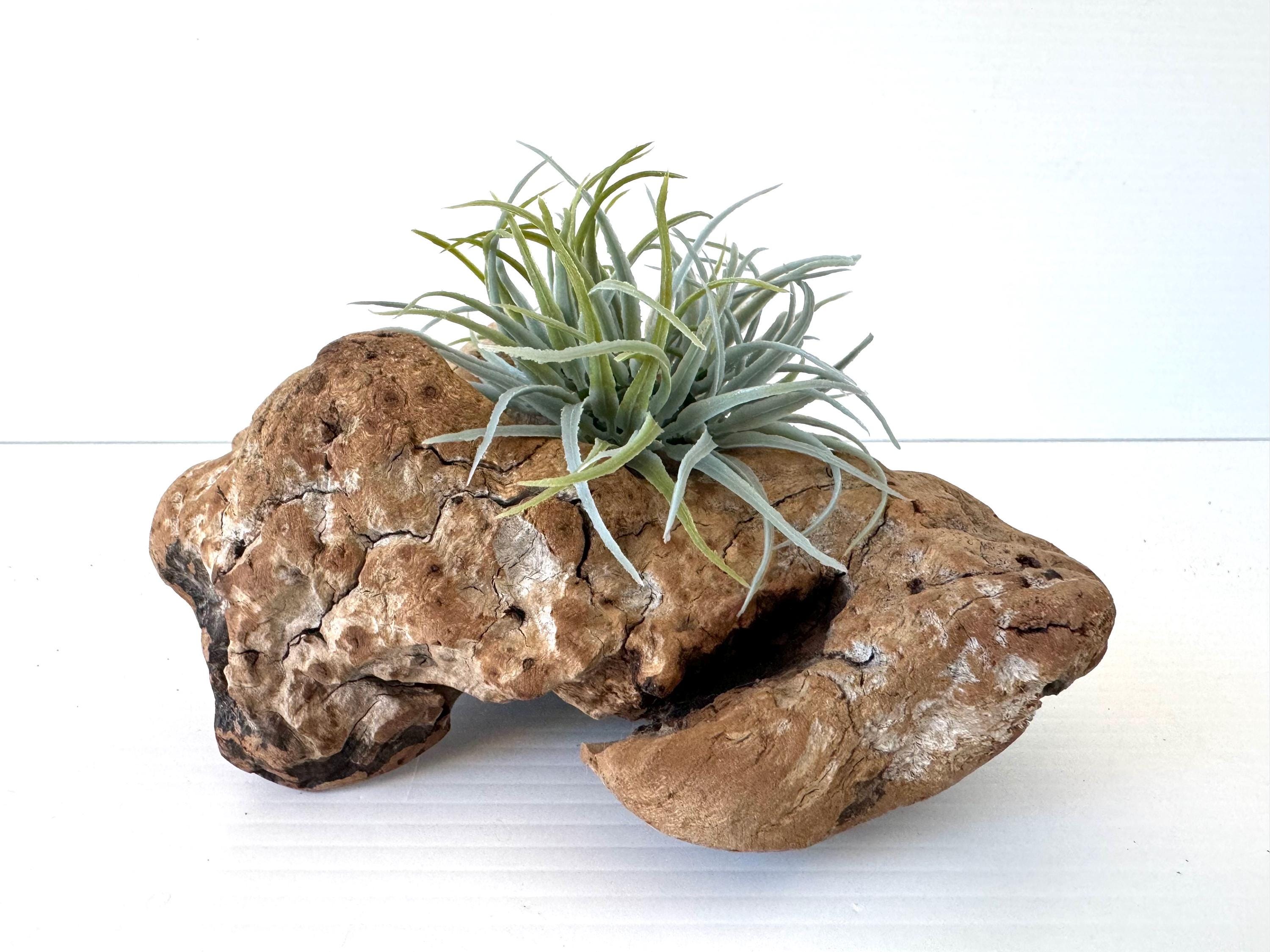 Manzanita Burl/ Manzanita Root /mountain Driftwood / Reptile Habitat ...