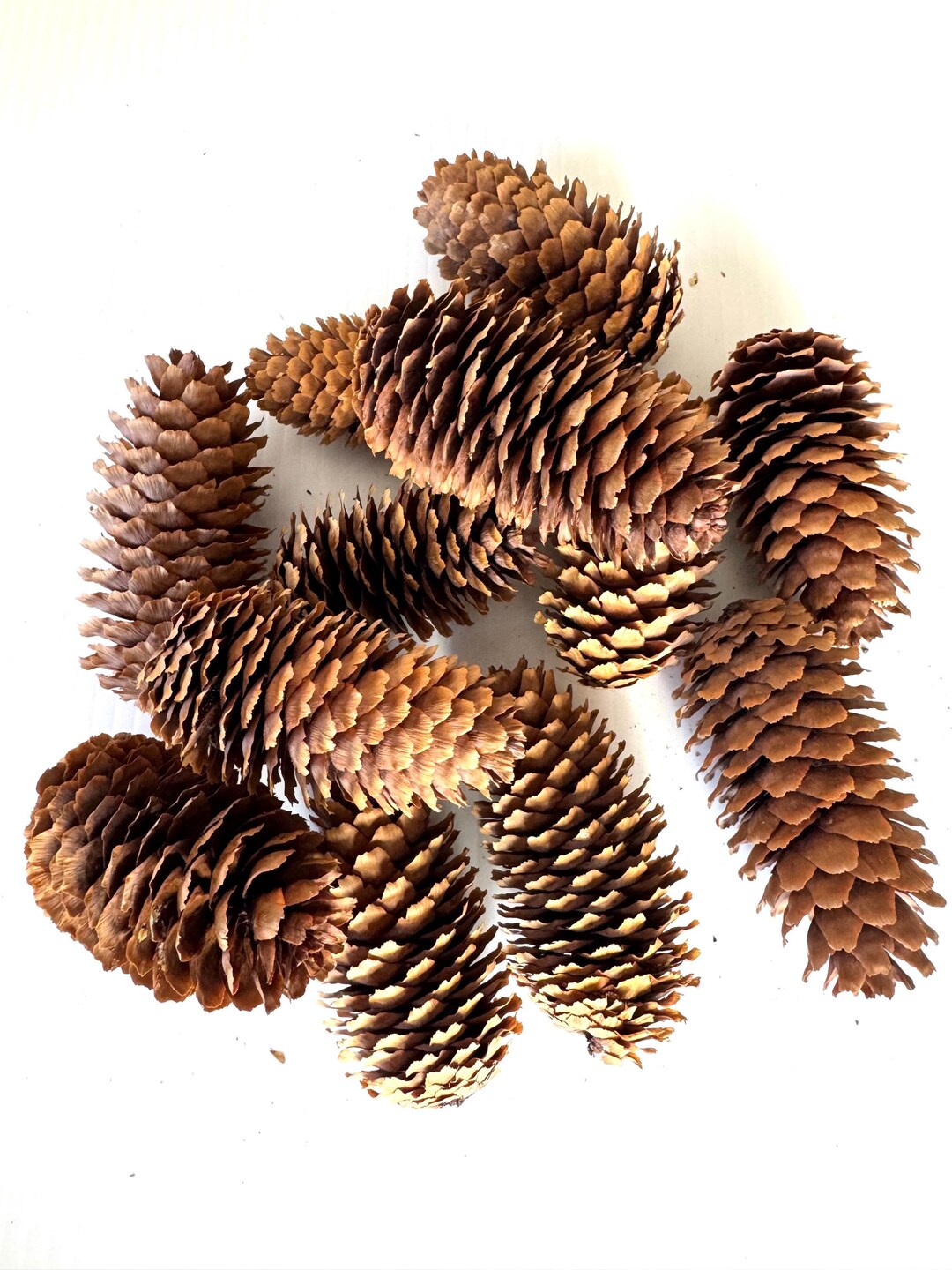 Blue Spruce Pine Cones | 50+ Pine Cones | Christmas Decor | Natural ...