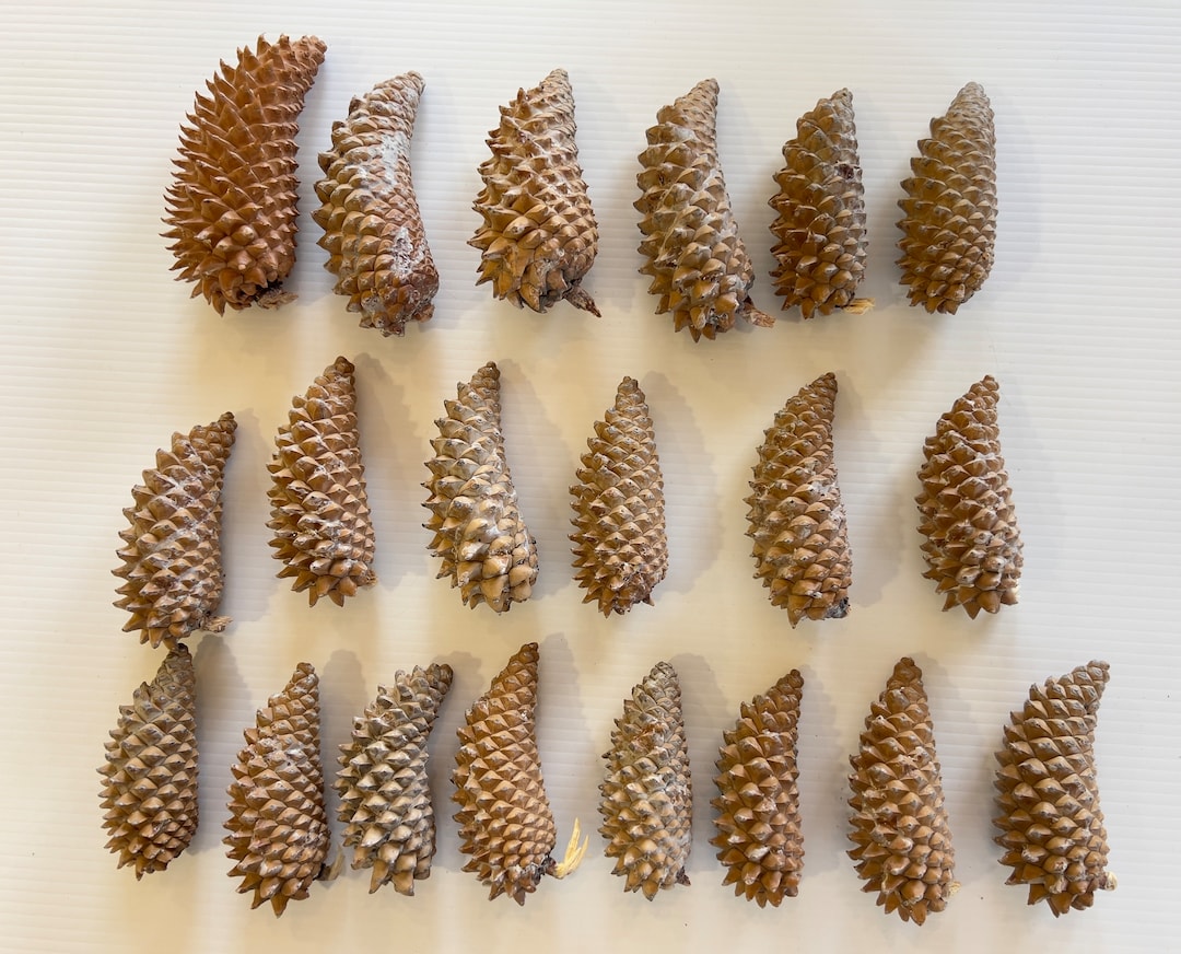 20 Knobcone Pinecones/ Knobcone Pine Cones / Third Eye Pine Cones - Etsy