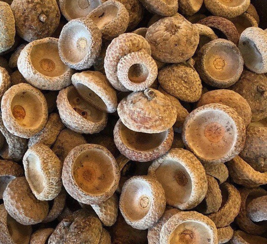 Acorn Tops / Acorn Caps / 50 Real Acorn Tops / Natural Crafts Supply ...