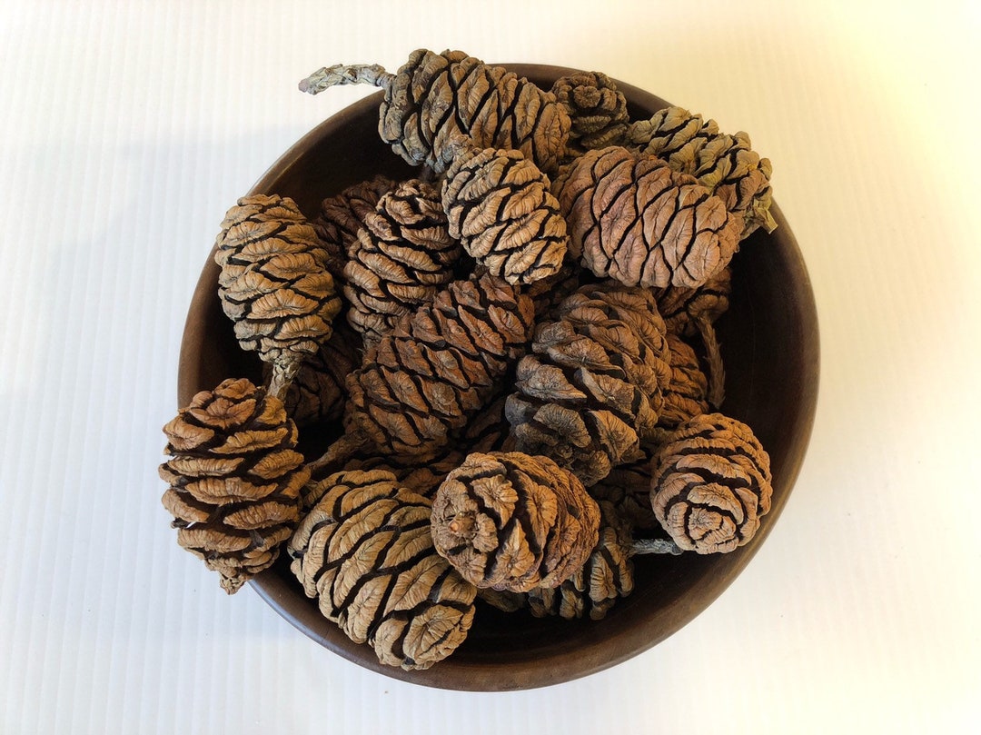Sequoia Pine Cones / 18 Small Pine Cones / Redwood Pine Cones - Etsy