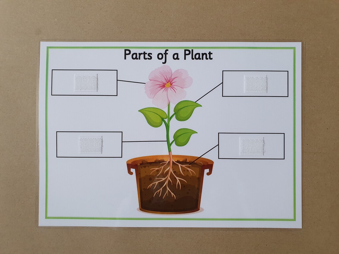 Parts of a Plant, Interactive Worksheet, EYFS, KS1, Nature, Plants ...