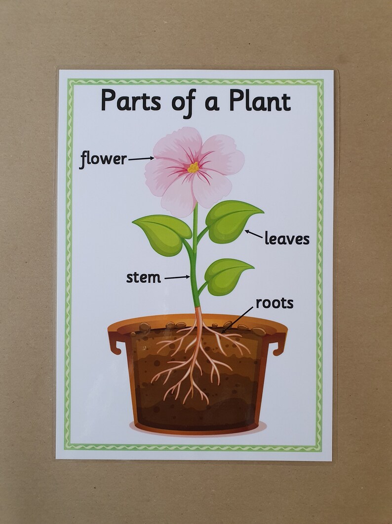 Parts of a Plant A4 Laminated Poster EYFS KS1 Nature - Etsy