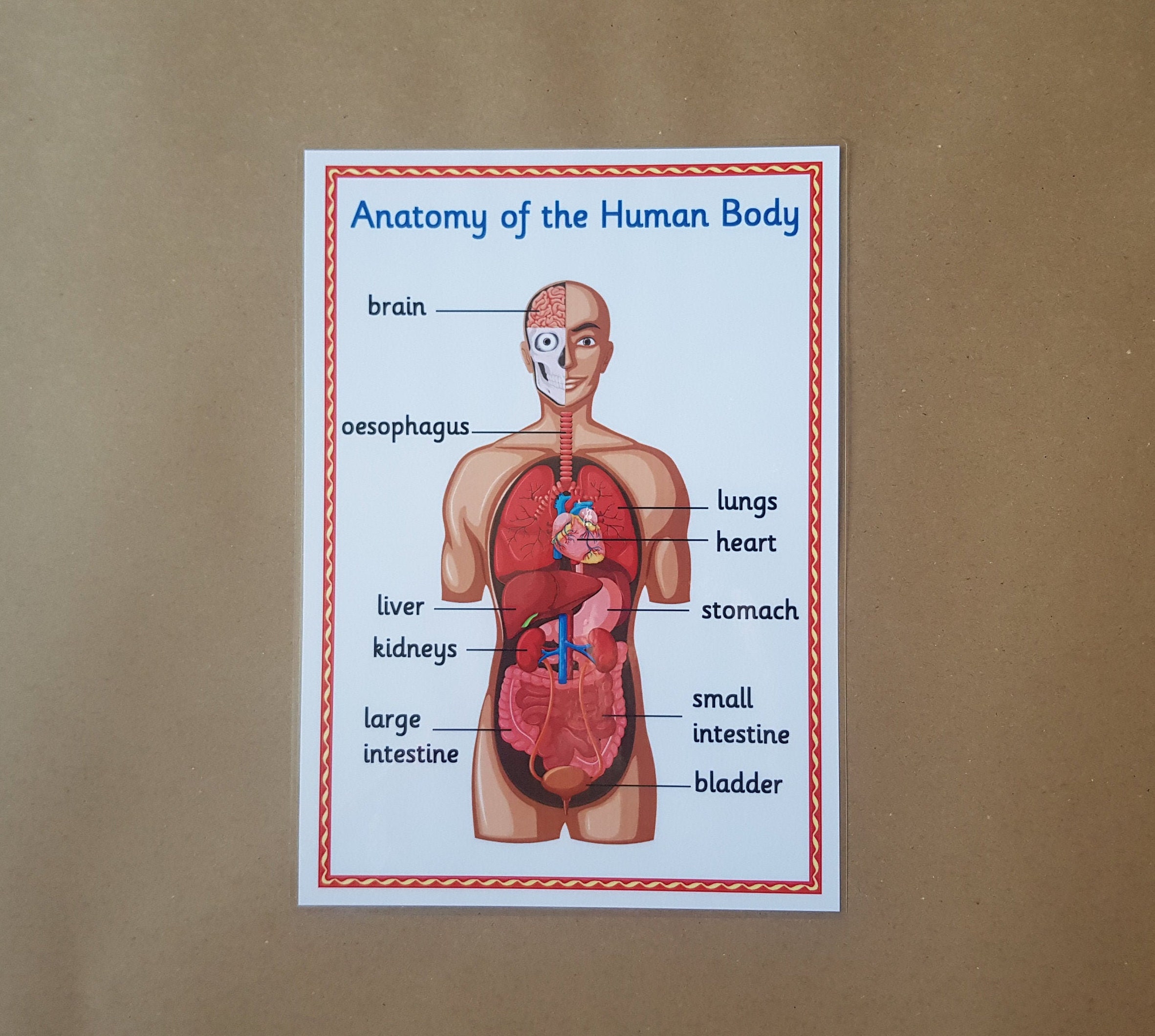 Anatomy of the Human Body My Body KS1 KS2 Science - Etsy UK