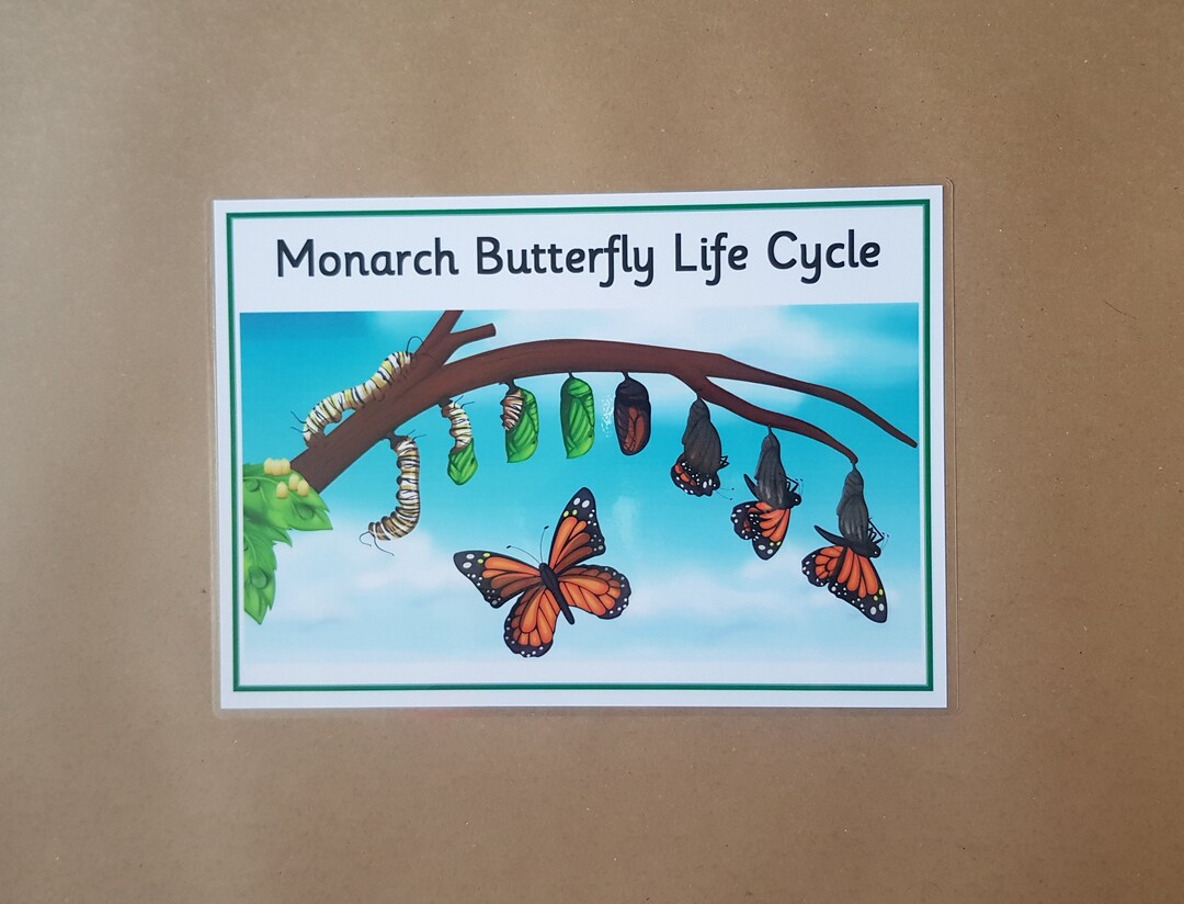 Life Cycle of a Butterfly, A4 Poster, EYFS, KS1, Nature, Science ...