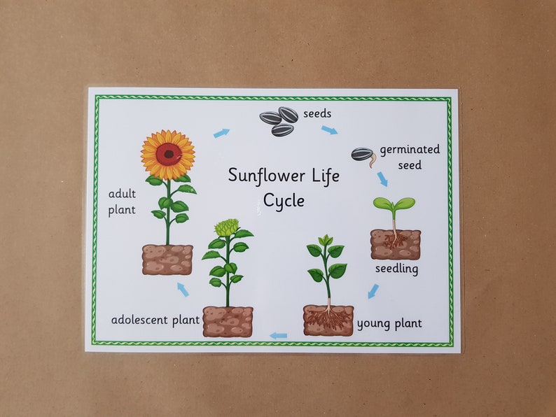 Life Cycle of a Sunflower, A4 Poster, EYFS, KS1, Nature, Plants ...
