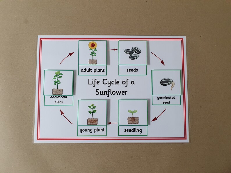 Life Cycle of a Sunflower, Interactive Worksheet, EYFS, KS1, Nature ...