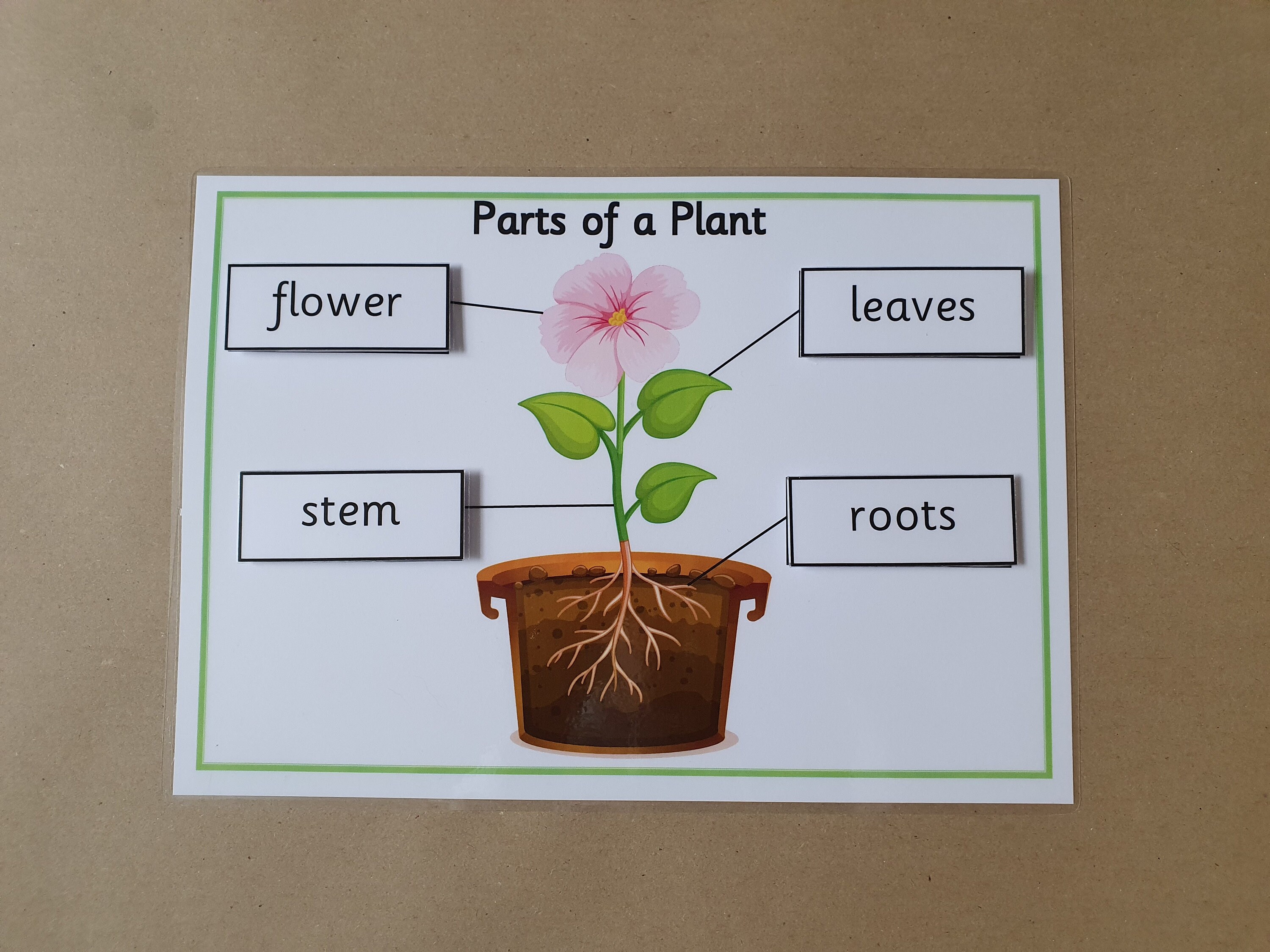 Parts of a Plant, Interactive Worksheet, EYFS, KS1, Nature, Plants ...