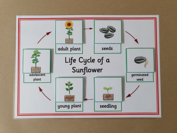 Sunflower Life Cycle Printable
