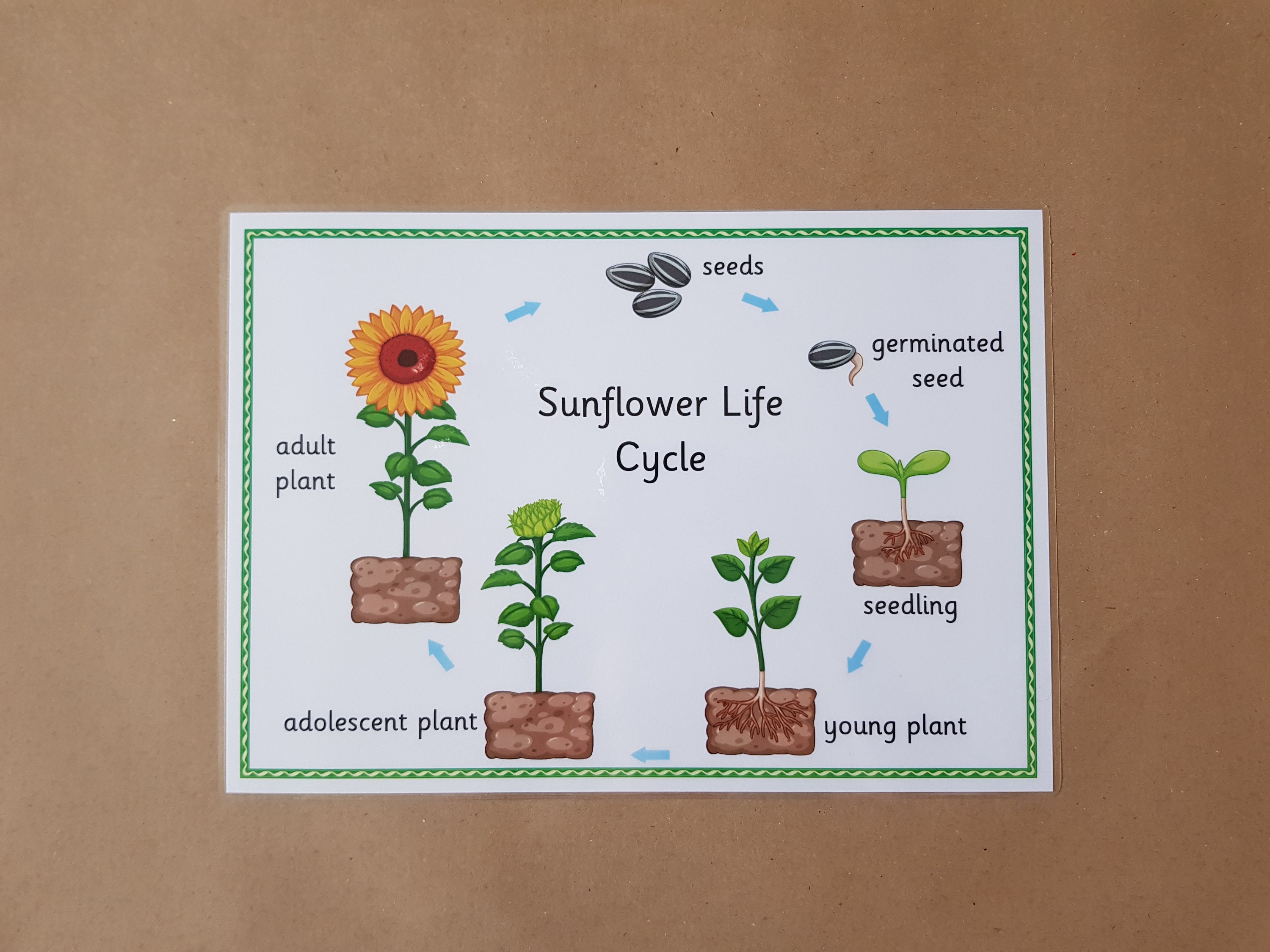 Life Cycle of a Sunflower, A4 Poster, EYFS, KS1, Nature, Plants ...