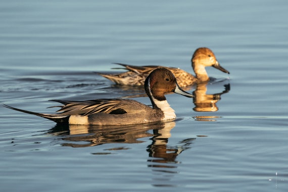 Pintail Duck Bilder