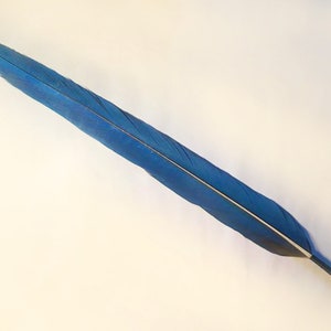 Blue and Gold Macaw Parrot Dip Pen Tail Feather Quill - Etsy