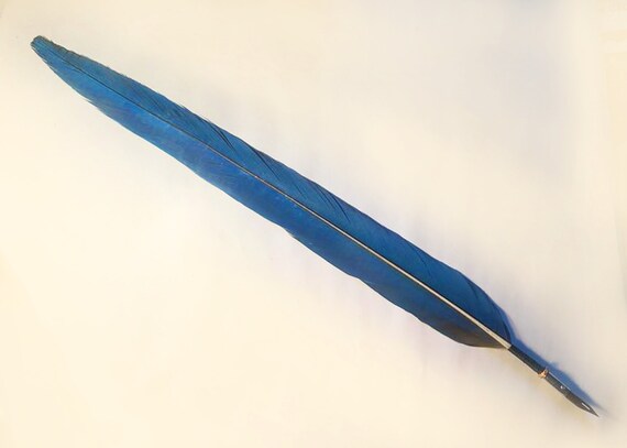 Blue and Gold Macaw Parrot Dip Pen Tail Feather Quill | Etsy