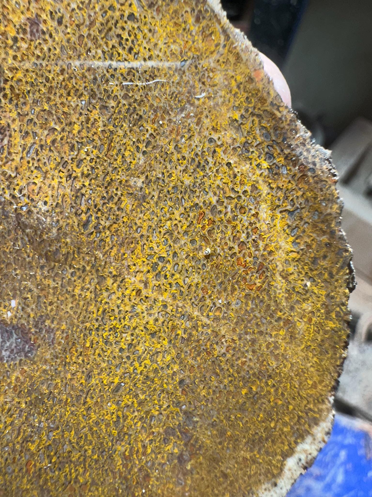 Dinosaur Gem Bone Rough Slab – Multicolor Fossilized Cell Structure ...