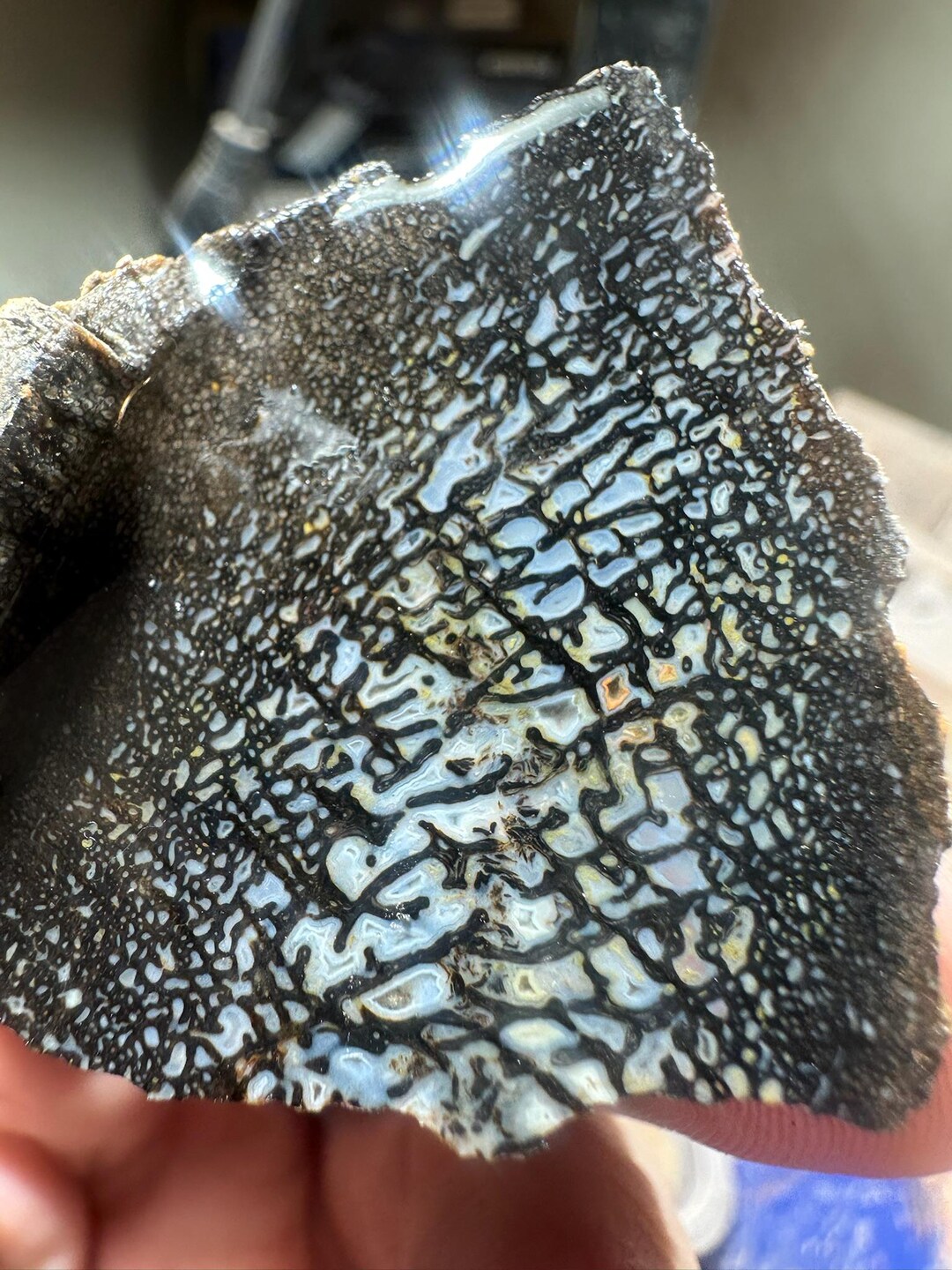 Dinosaur Gem Bone Rough End Cut – Multicolor Fossilized Cell Structure ...