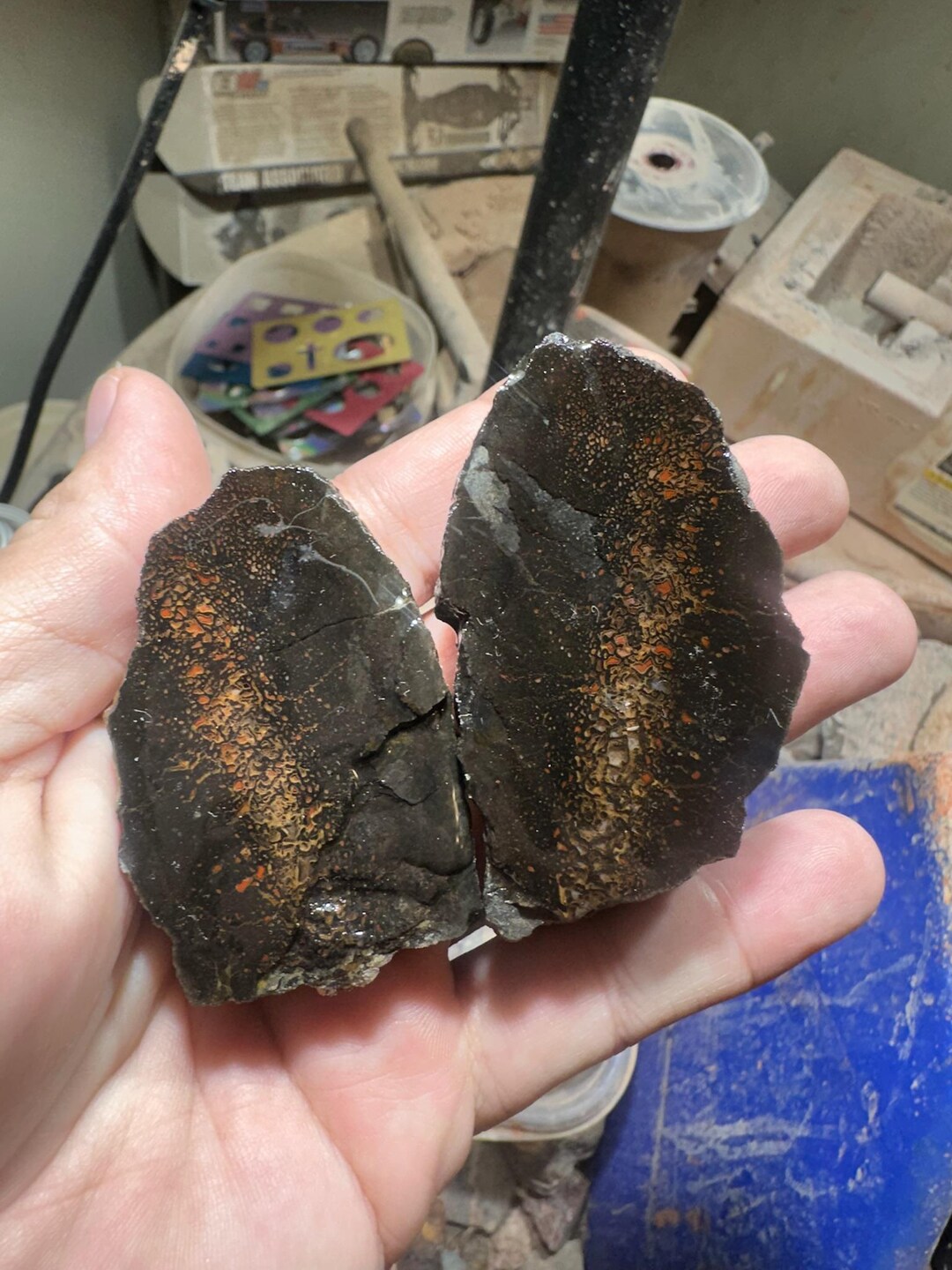 Dinosaur Gem Bone Rough Split – Multicolor Fossilized Cell Structure ...