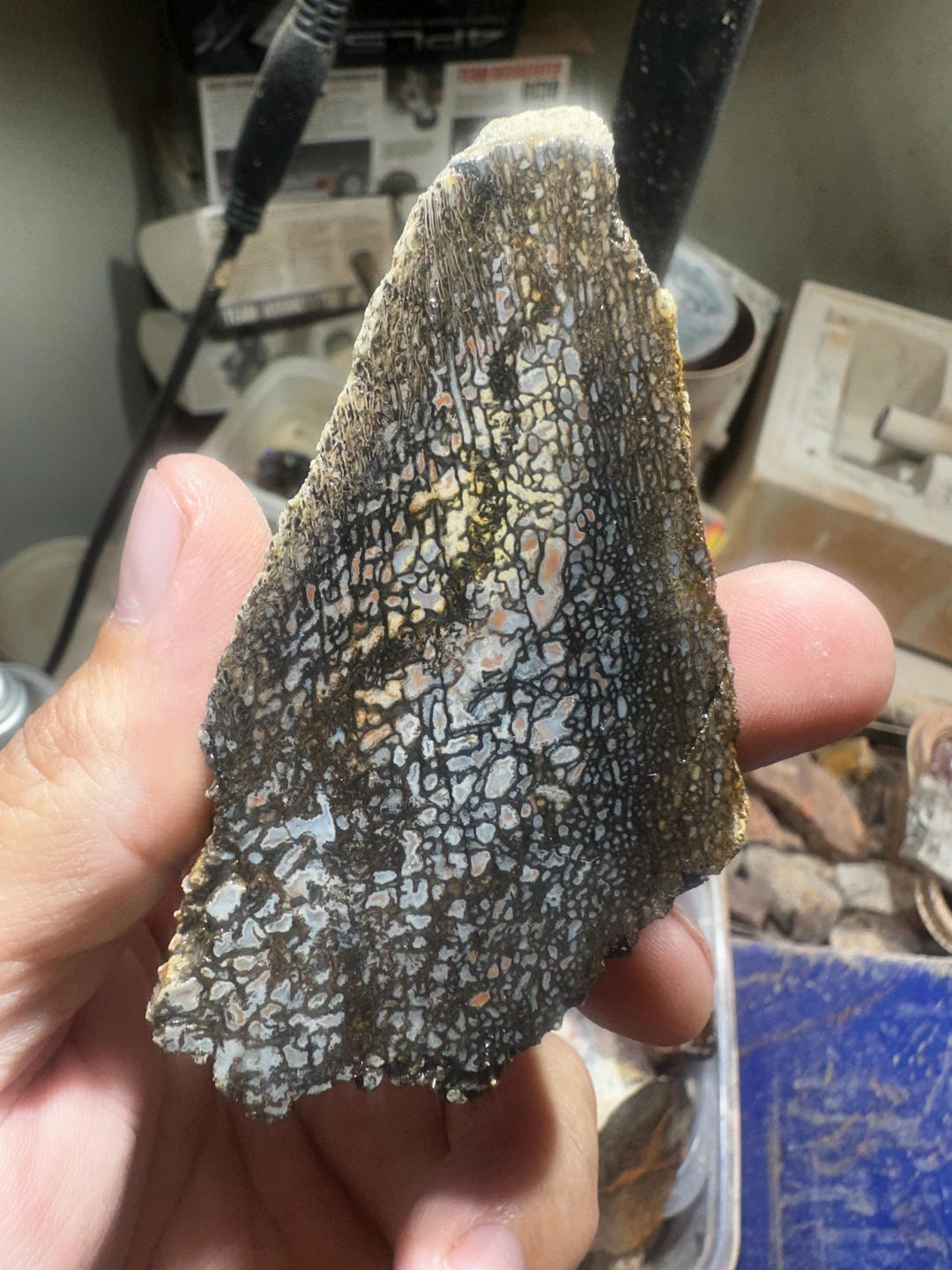 Dinosaur Gem Bone Rough End Cut – Multicolor Fossilized Cell Structure ...