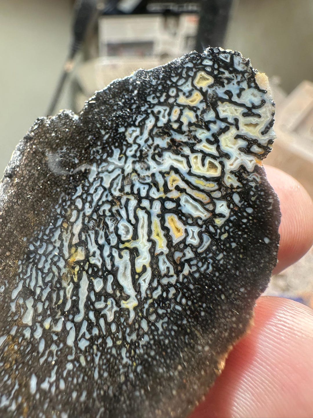 Dinosaur Gem Bone Rough End Cut – Multicolor Fossilized Cell Structure ...