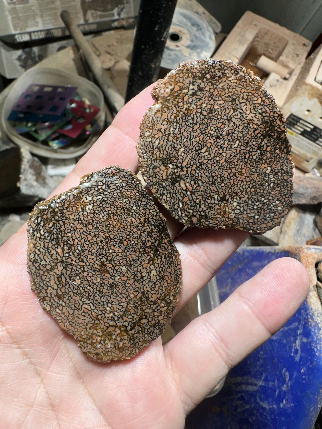 Utah Dino Gem Bone Rough Hxtled Split, Multicolor Cell Structure (2 ...