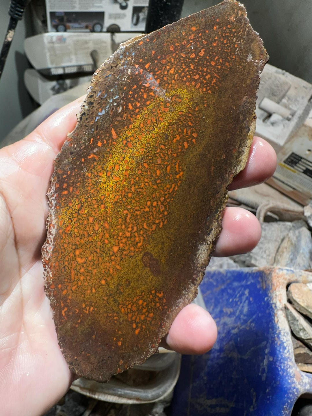 Dinosaur Gem Bone Rough Collectors Slab – Multicolor Fossilized Cell ...