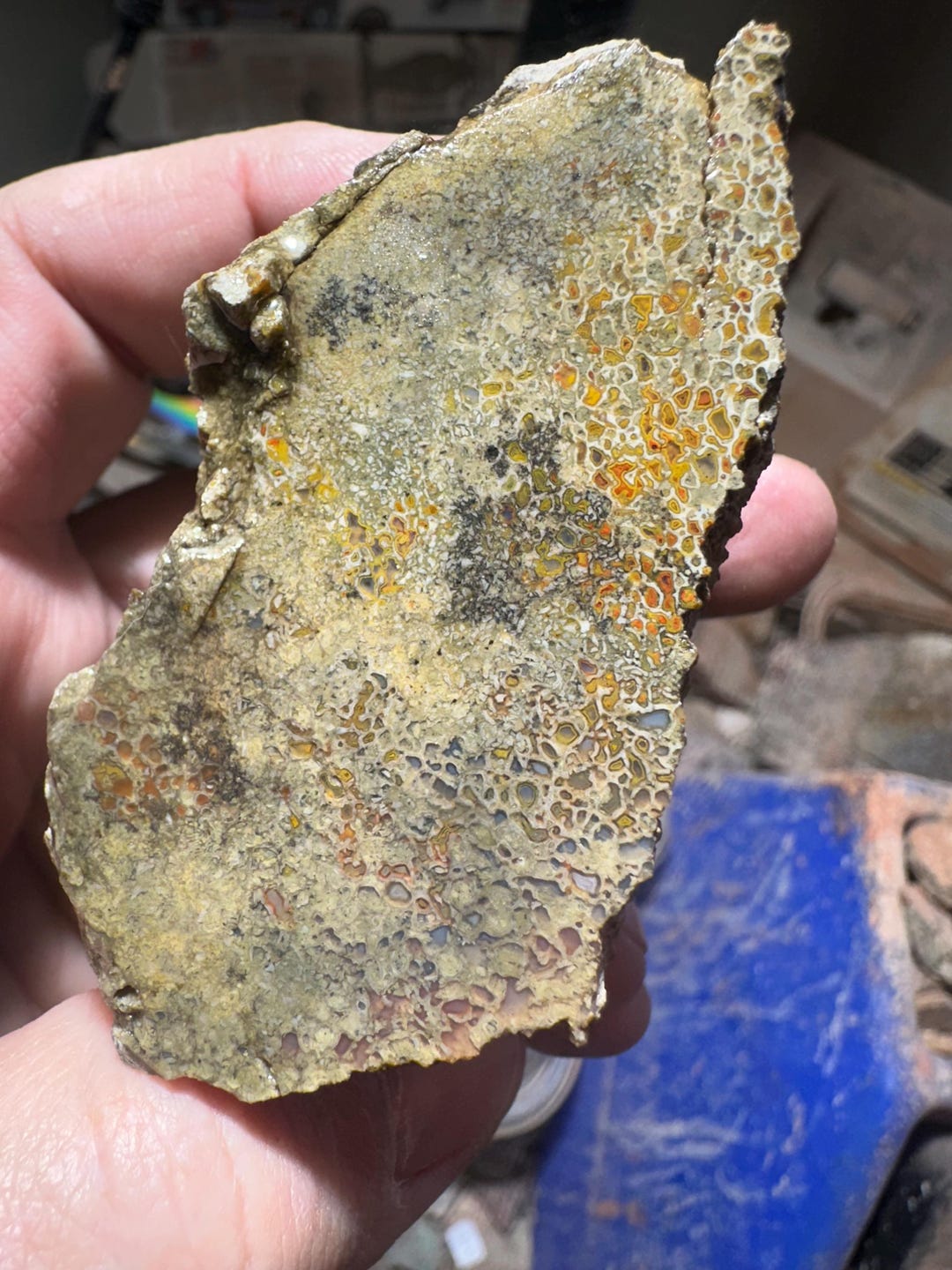 Dinosaur Gem Bone Rough End Cut – Multicolor Fossilized Cell Structure ...