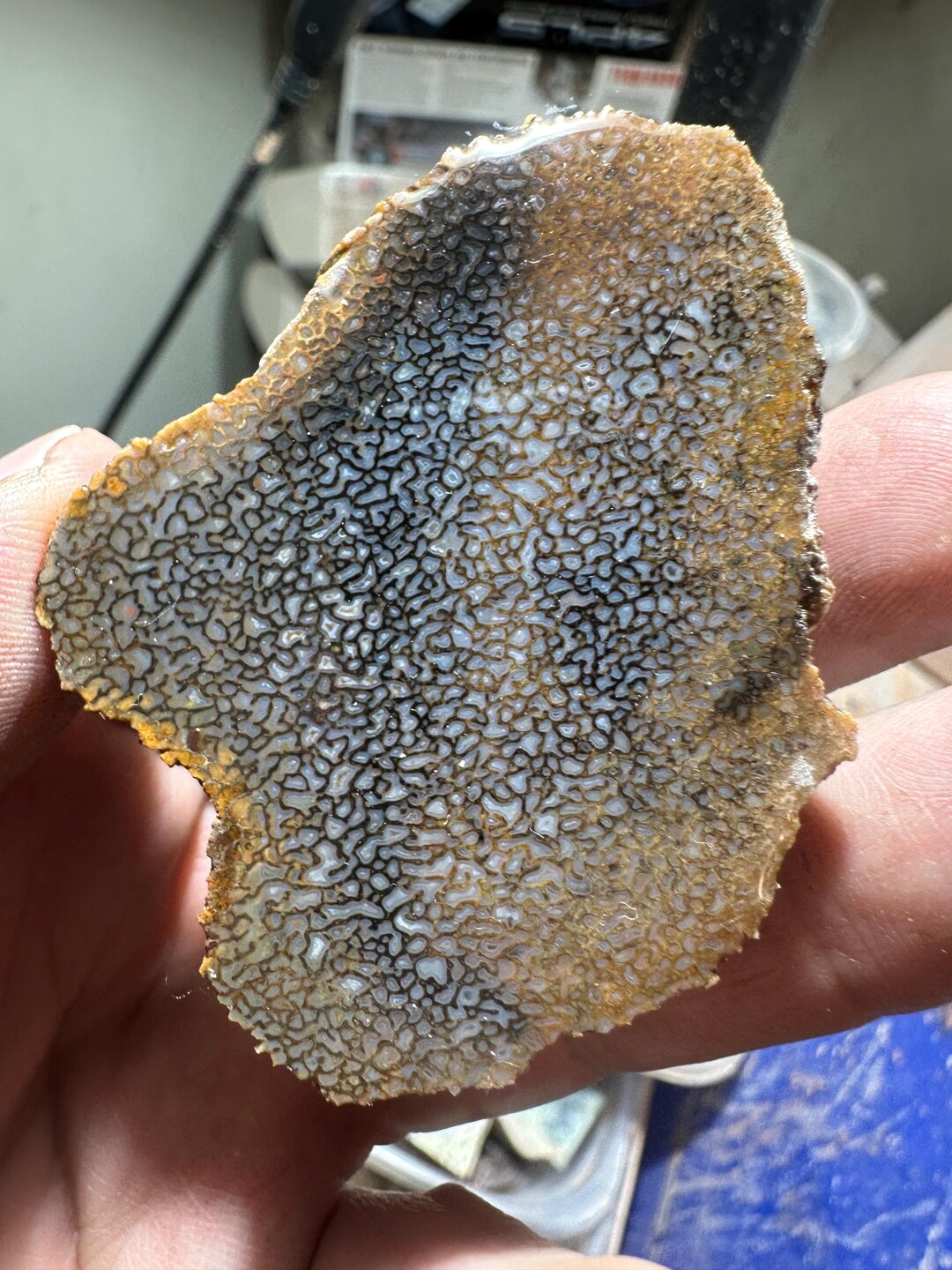 Dinosaur Gem Bone Rough Slab – Multicolor Fossilized Cell Structure ...