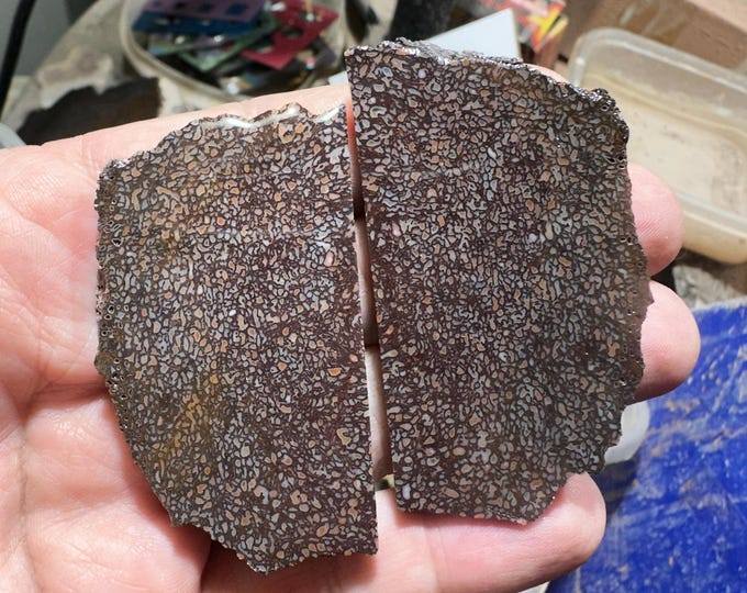 Dinosaur Gem Bone Rough Split – Multicolor Fossilized Cell Structure ...