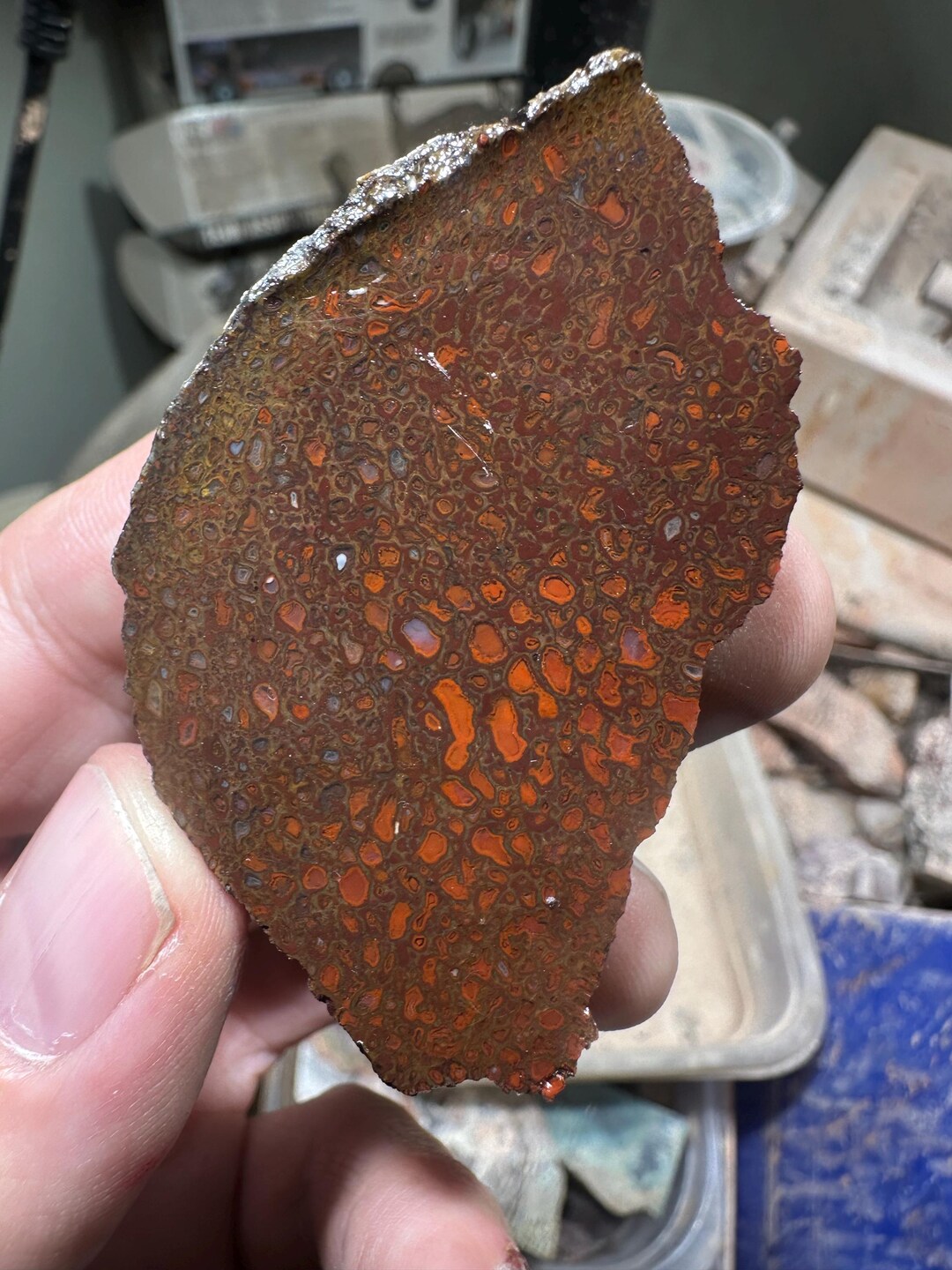Dinosaur Gem Bone Rough End Cut – Multicolor Fossilized Cell Structure ...