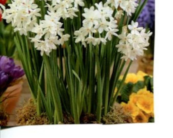 Paperwhite Narcissus Bulbs,10 NEW!!! 2025 - Etsy
