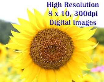 Sunflower Prints Set of 3-Sunflower Art Prints-Blooming | Etsy