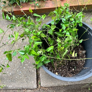 Green Jelly Vine Plants Cincau, Suong Sam or Cyclea Barbata, Please ...