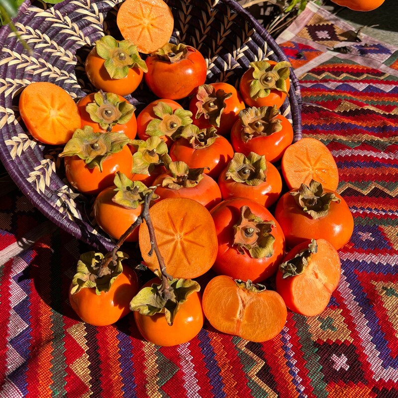 Persimmon Fruit Season - Etsy
