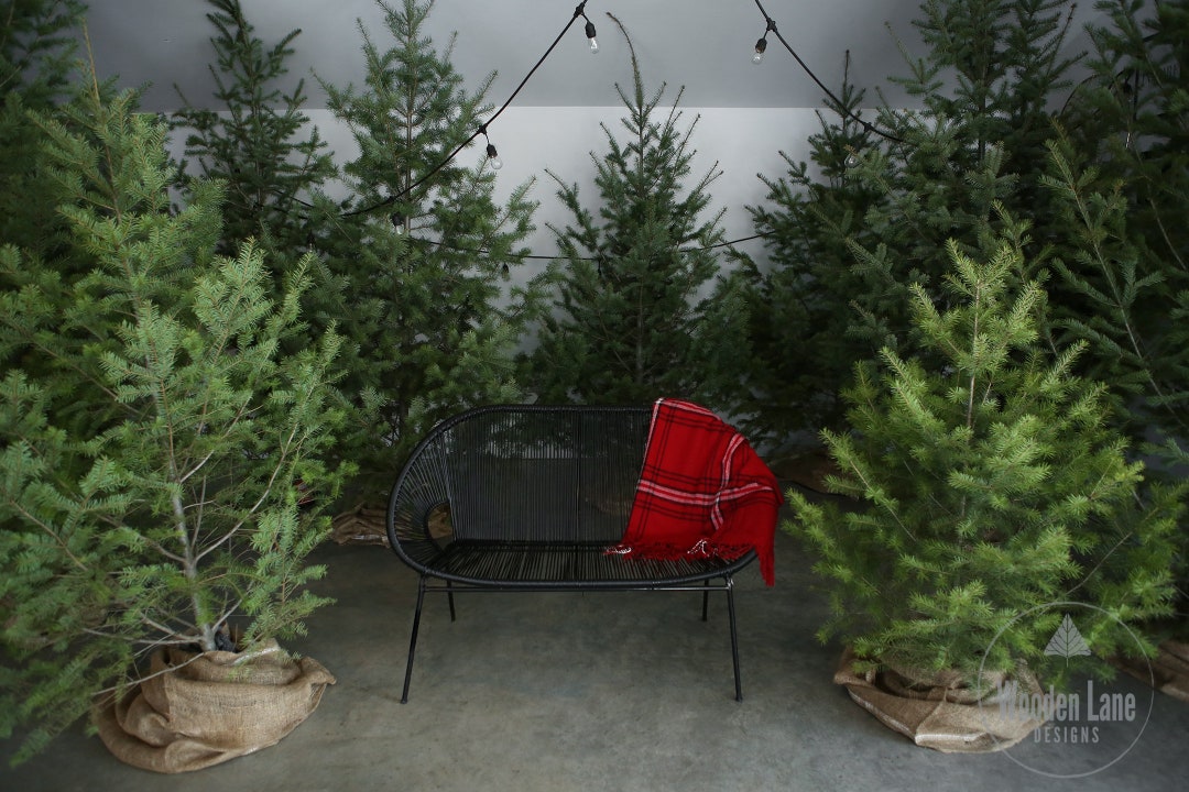 Indoor Tree Farm Digital Background, Tree Farm Backdrop, Christmas Tree ...