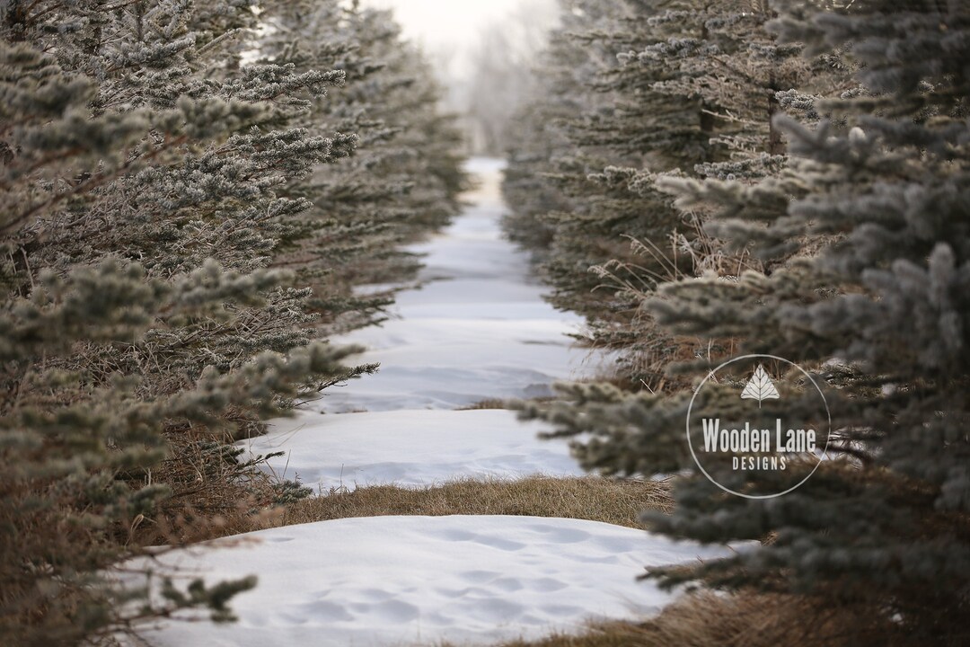 Tree Farm Digital Backdrop, Christmas Tree Farm Digital Background ...