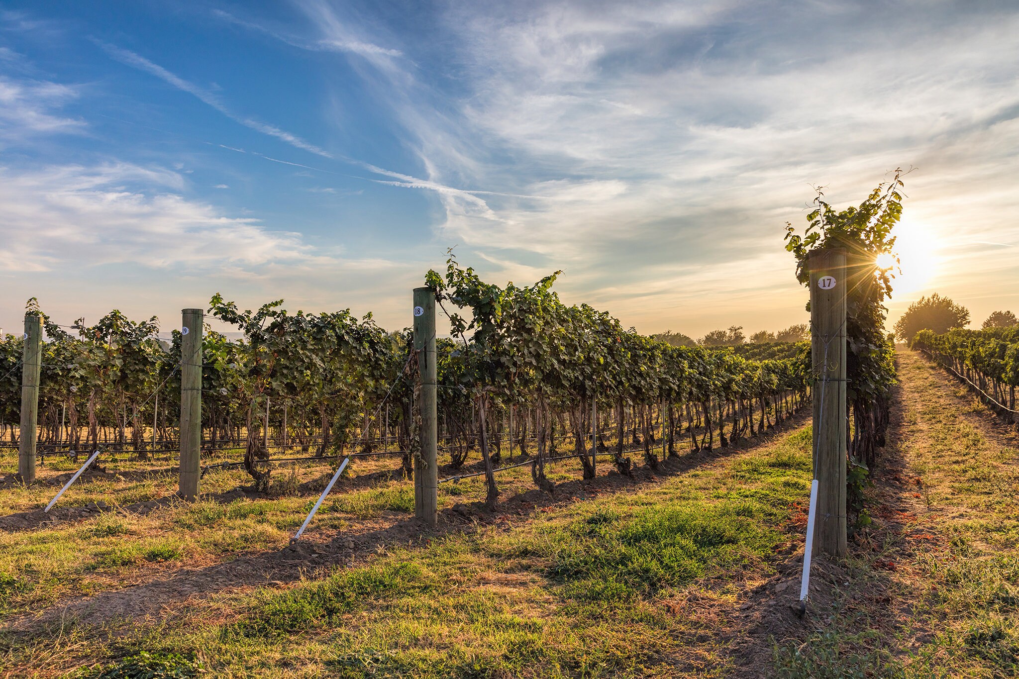 Vineyard Sunset - Fine Art Photography Print - Etsy