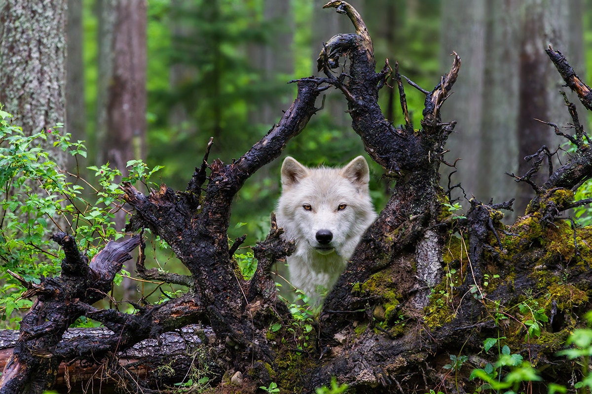 Gray Wolf Framed by Tree Roots - Wildlife Fine Art Photography Print - Etsy