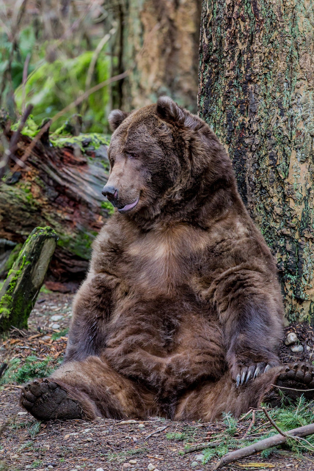 Happy Brown Bear Sitting by a Tree - Wildlife Fine Art Photography Print - Etsy