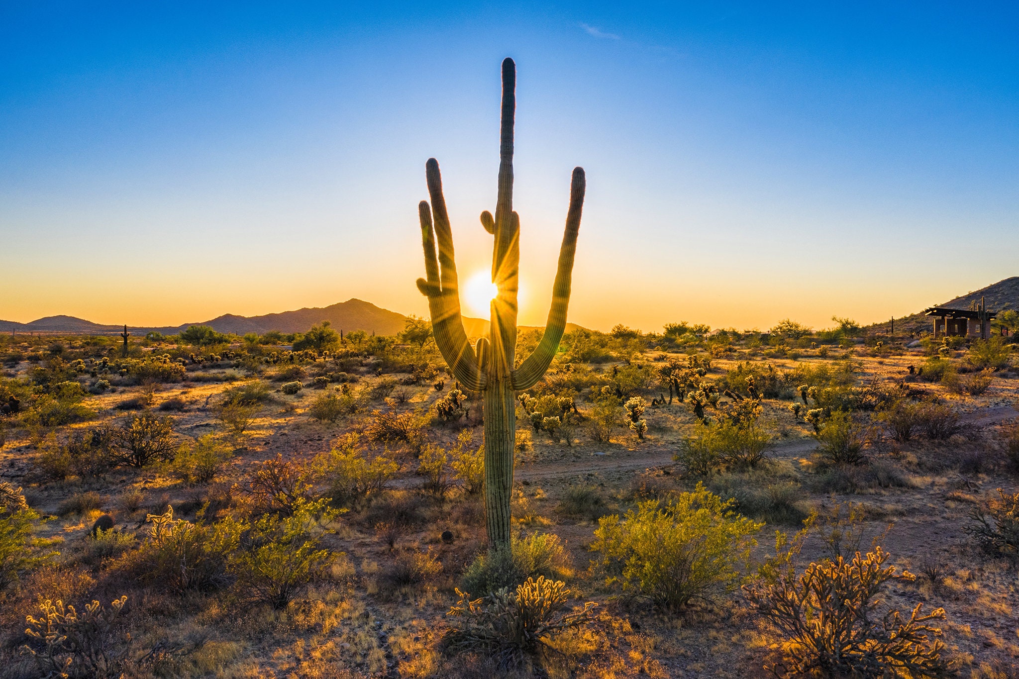 Atardecer detrás de un cactus en el desierto de Sonora - Etsy España