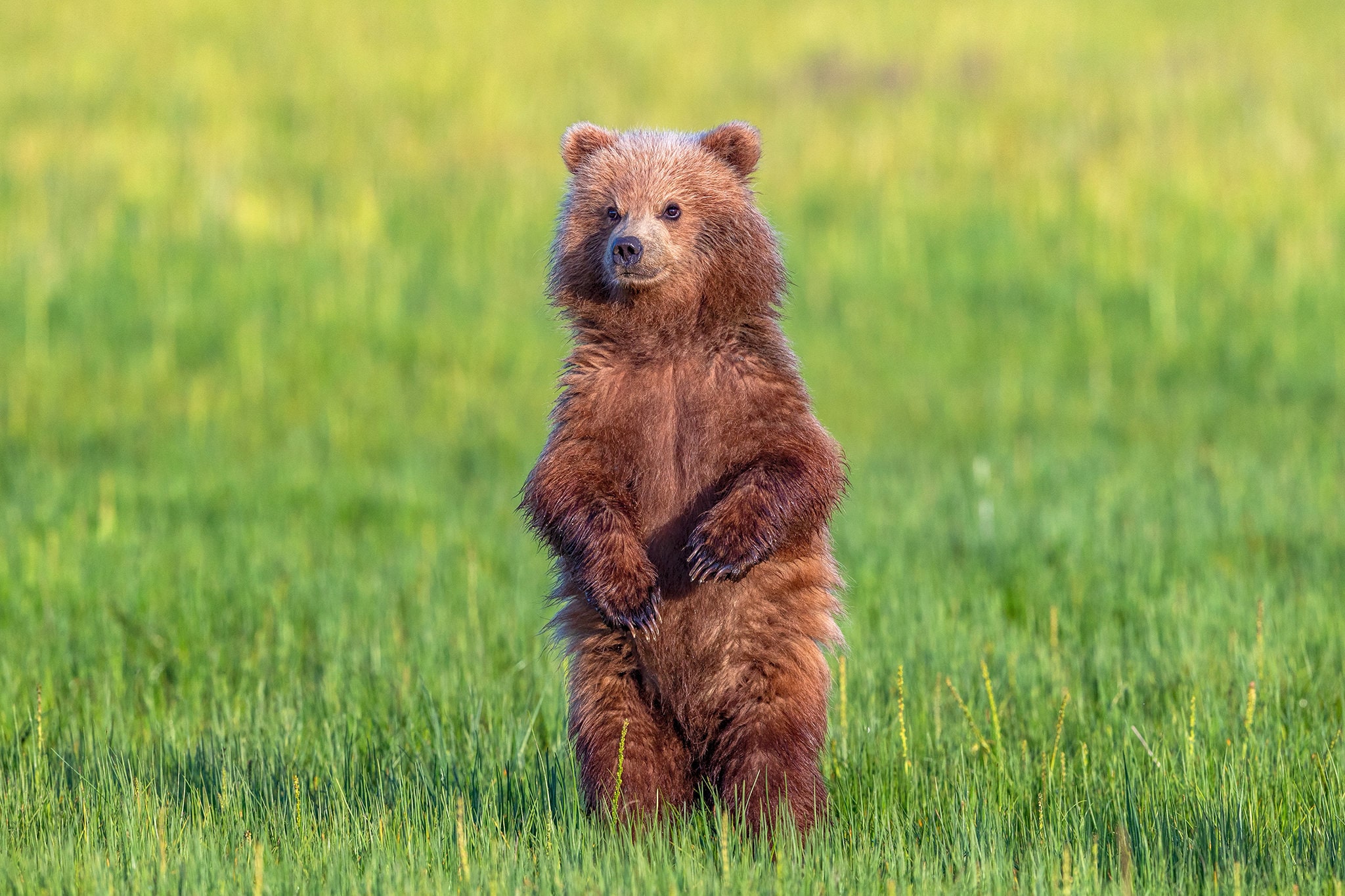 Young Bear Cub Standing Tall Wildlife Fine Art Photography - Etsy Norway