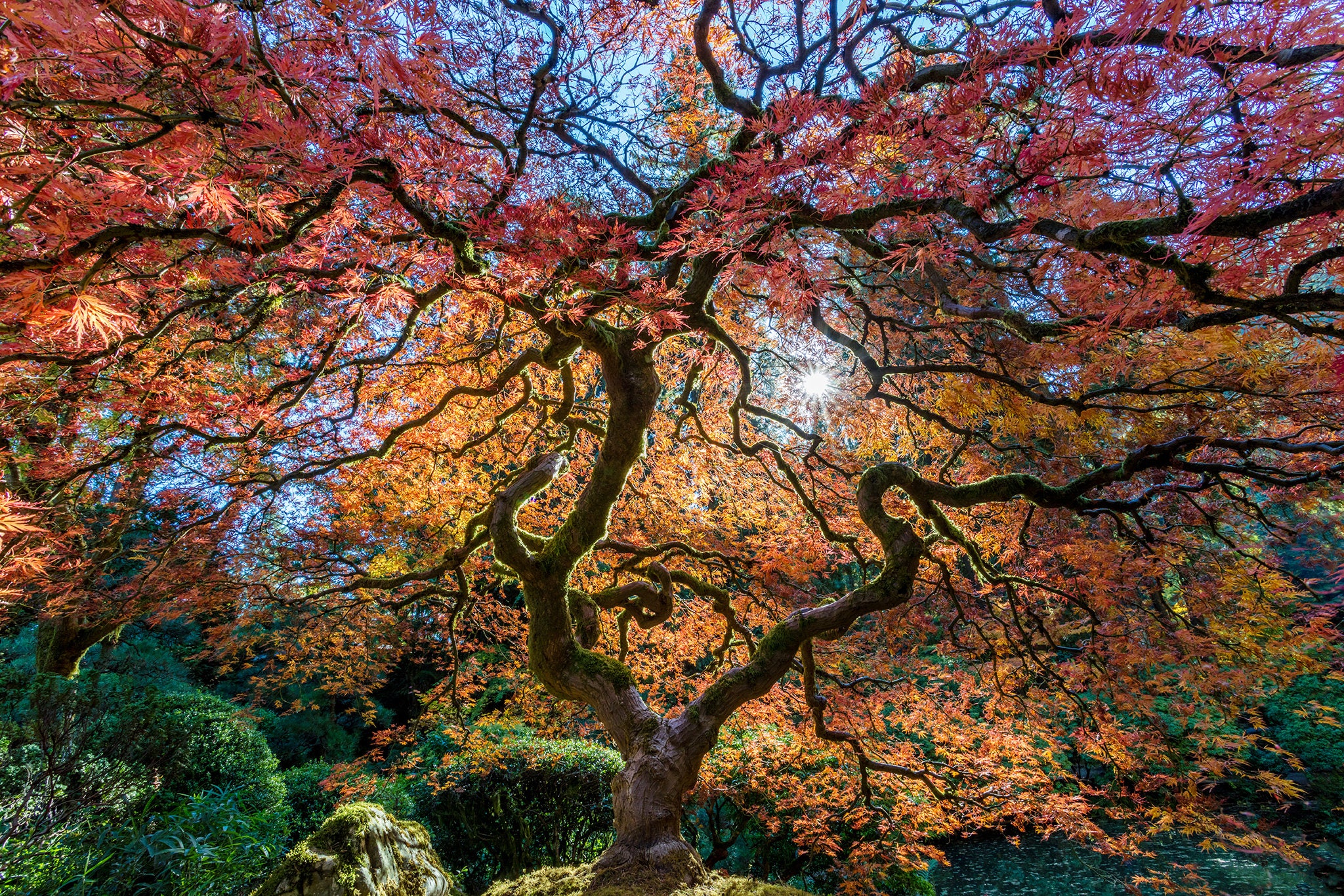 Portland Japanese Maple Tree - High Quality Prints - Etsy