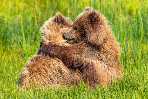 Young Bear Cubs Hanging Out Together Wildlife Fine Art | Etsy