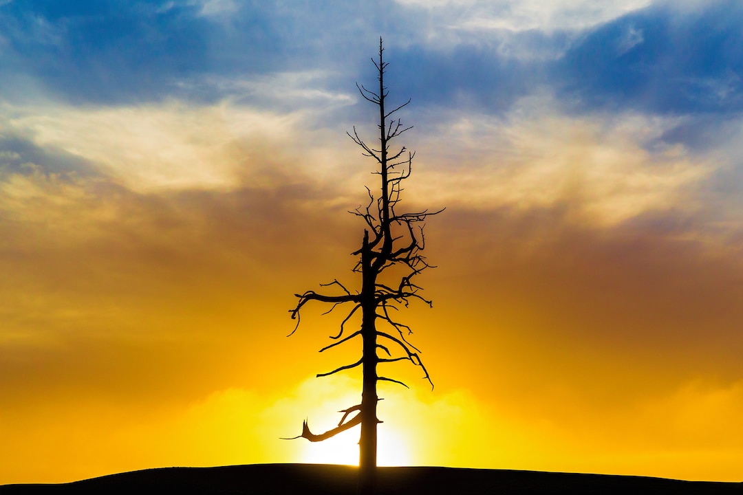 Old Macdonald Golf Course, Ghost Tree on Hole #3 - Fine Art Golf Prints ...