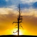 Old Macdonald Golf Course, Ghost Tree on Hole #3 - Fine Art Golf Prints ...
