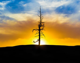Old Macdonald Golf Course, Ghost Tree on Hole #3 - Fine Art Golf Prints ...