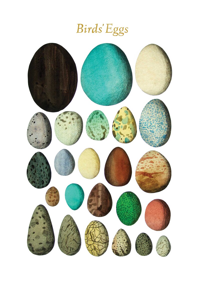 Bird Egg Watercolour Art Print, Birds Egg Illustration Wall Art ...